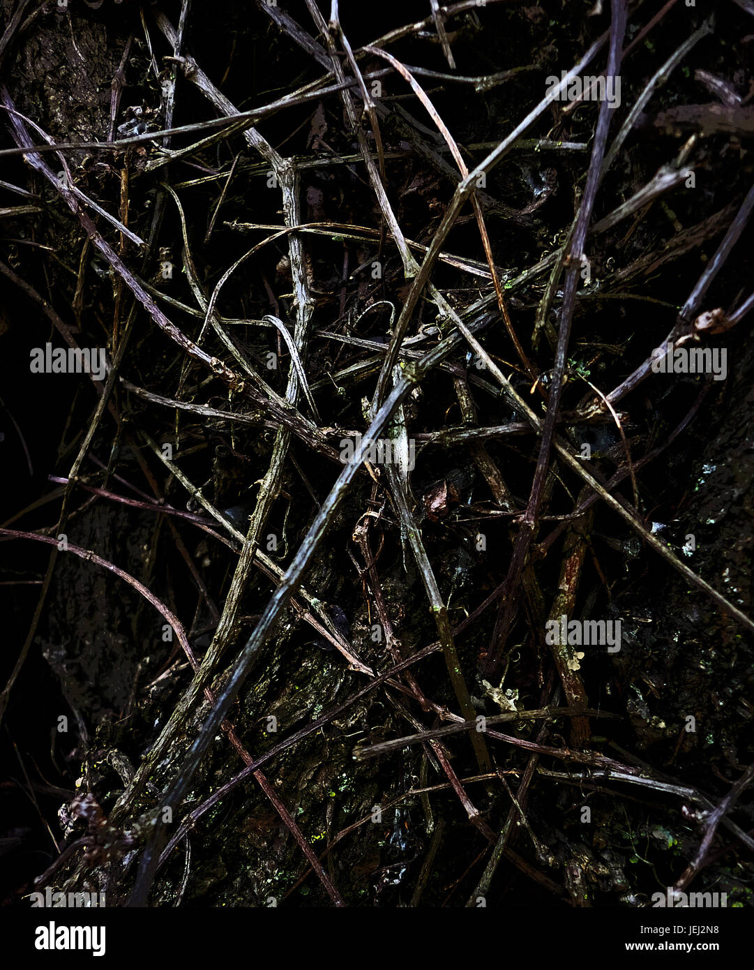 Dark Roots Texture Stock Photo - Alamy