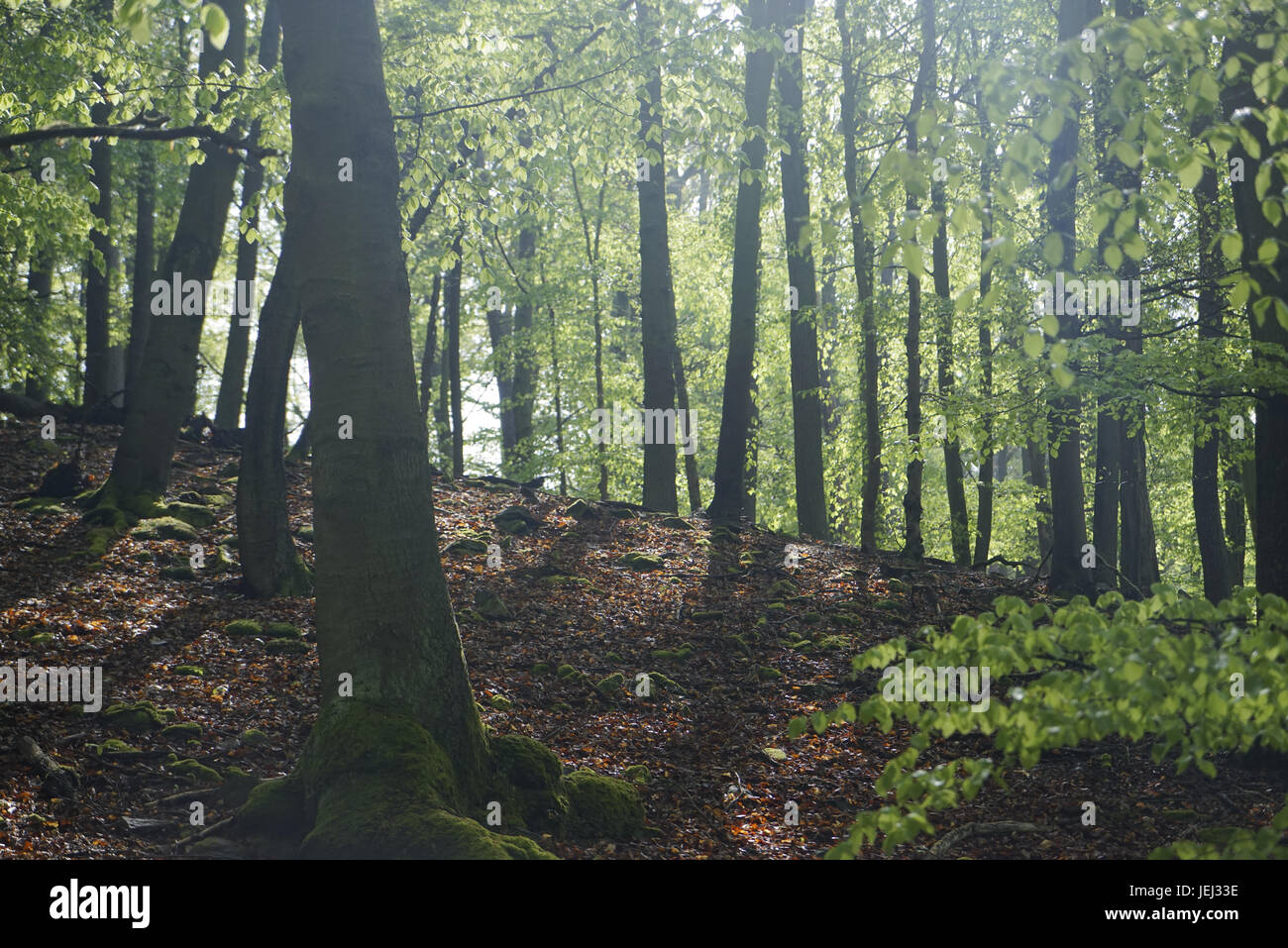 Kellerwald nature park hi-res stock photography and images - Alamy
