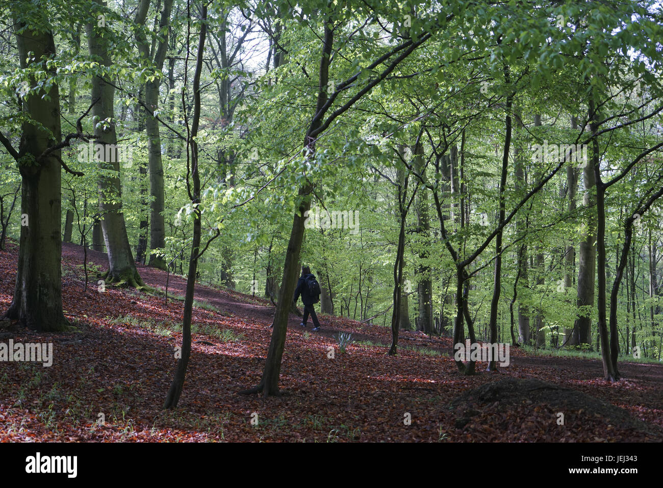 Kellerwald National Park Stock Photo - Alamy