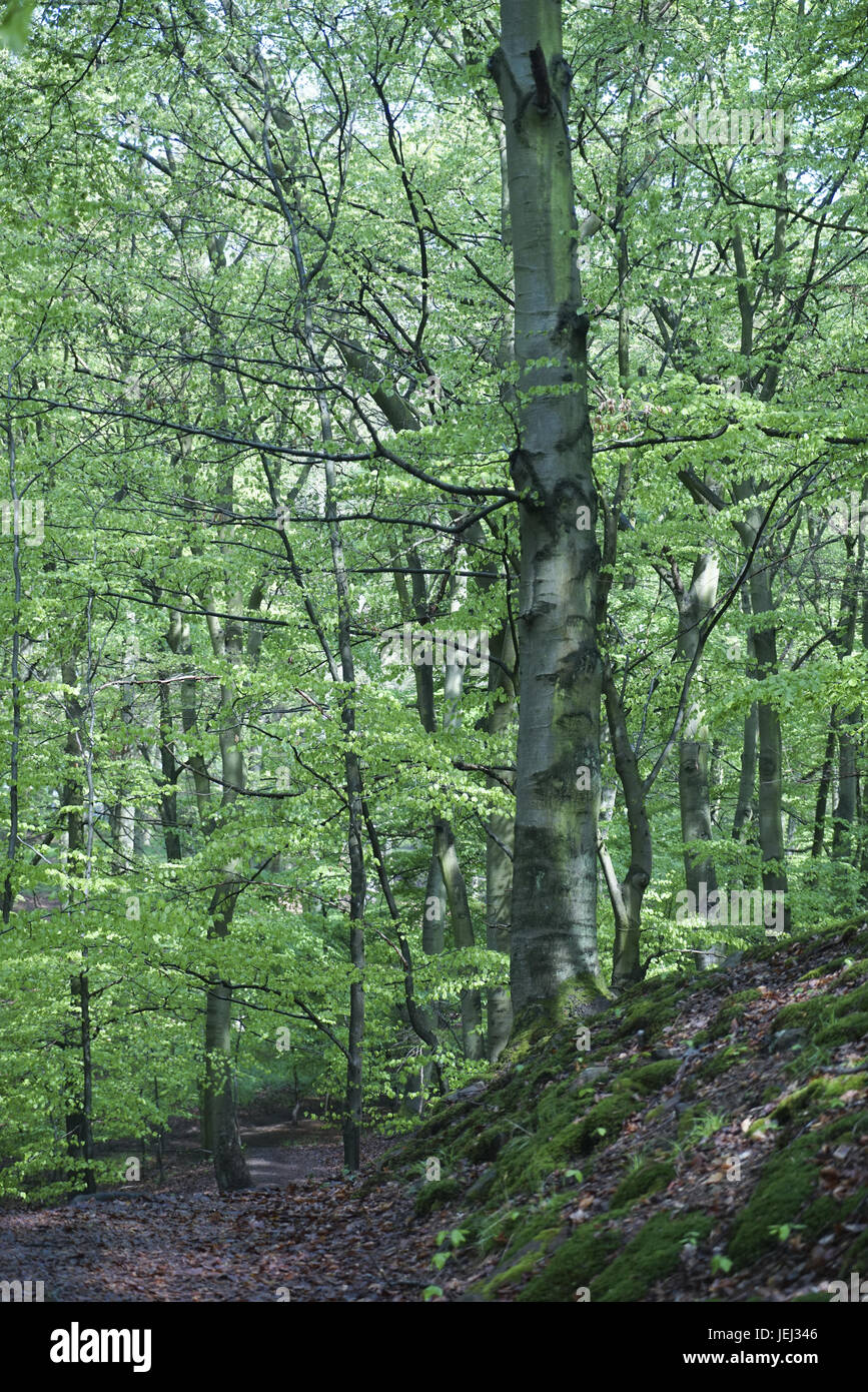 Kellerwald National Park Stock Photo - Alamy