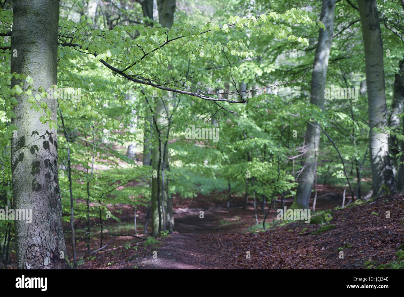 Kellerwald Stock Photos & Kellerwald Stock Images - Alamy