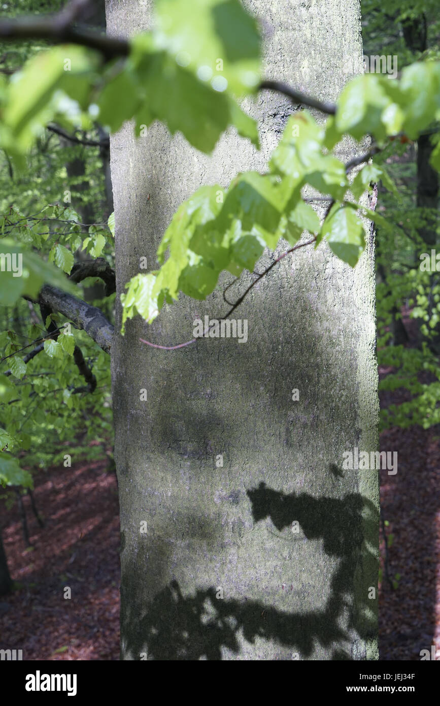 beech tree trunk in Kellerwald National Park Stock Photo - Alamy