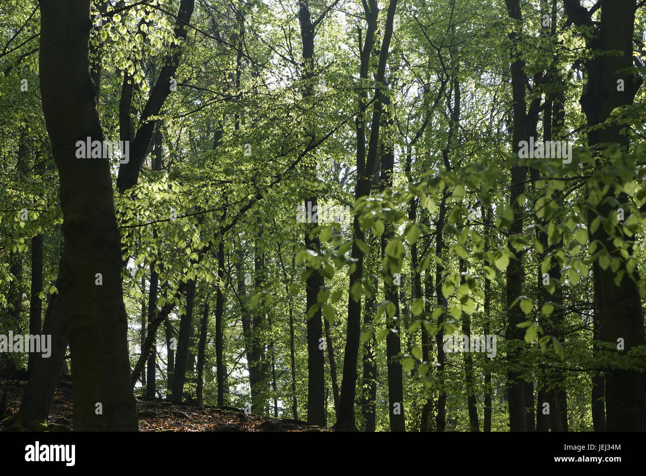 Kellerwald National Park Stock Photo - Alamy