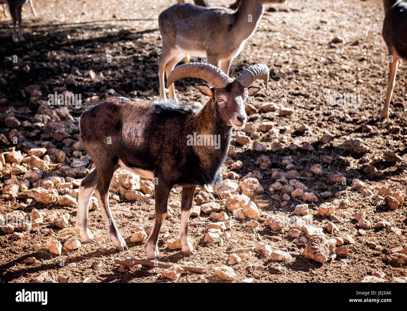 Ovis_orientalis_orientalis hi-res stock photography and images - Alamy