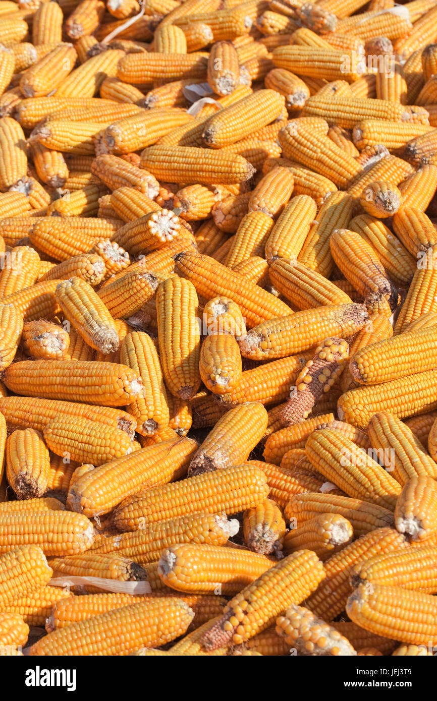 harvested corn cobs drying in the sun Stock Photo - Alamy
