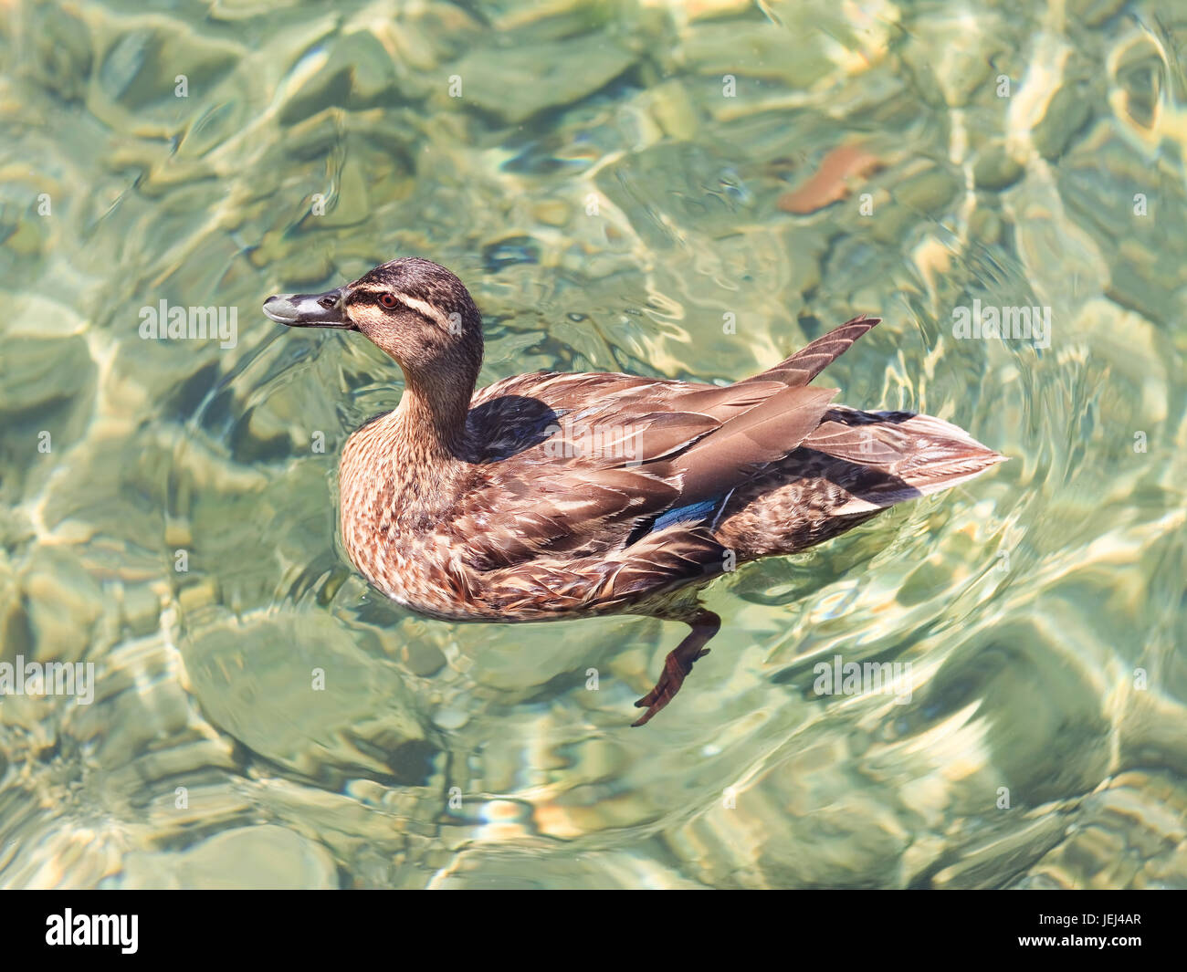 High angle view on a brown duck in transparent water Stock Photo - Alamy