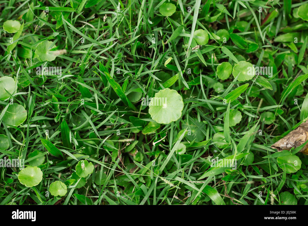 Plants and grass on the ground with a green background Stock Photo - Alamy