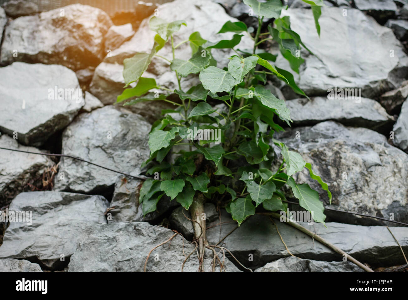 tree on stone niche of the house wall Stock Photo - Alamy