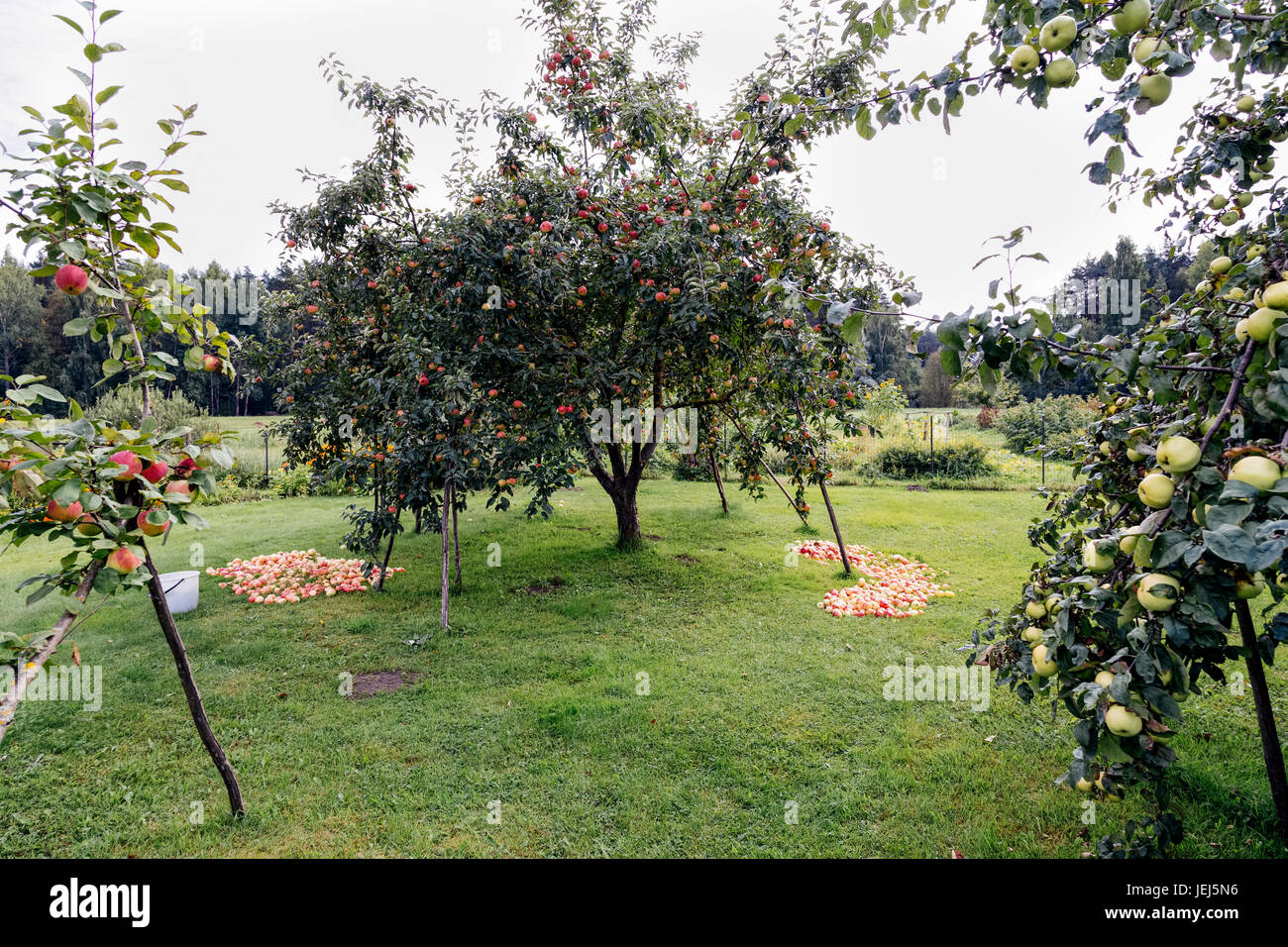 Harvesting apples from apple trees Stock Photo - Alamy