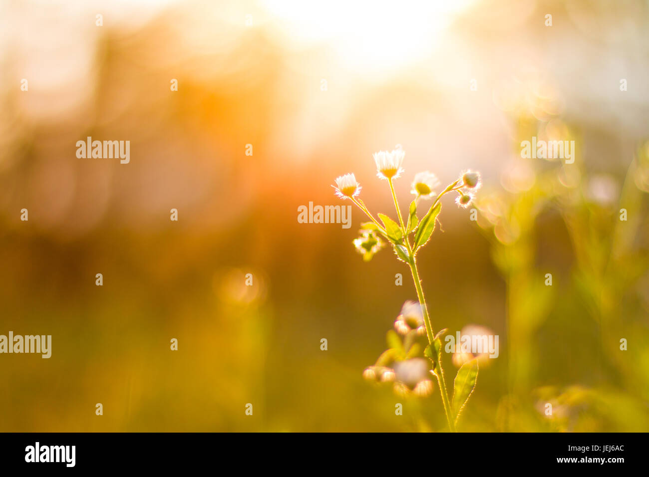 Amazing summer flowers in sun rays and inspirational lights background ...