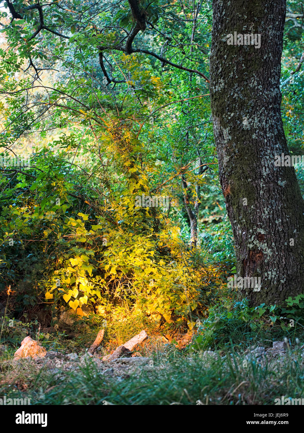 Amazing fiery lights through the woods. Burning bush! Solstice effect ...