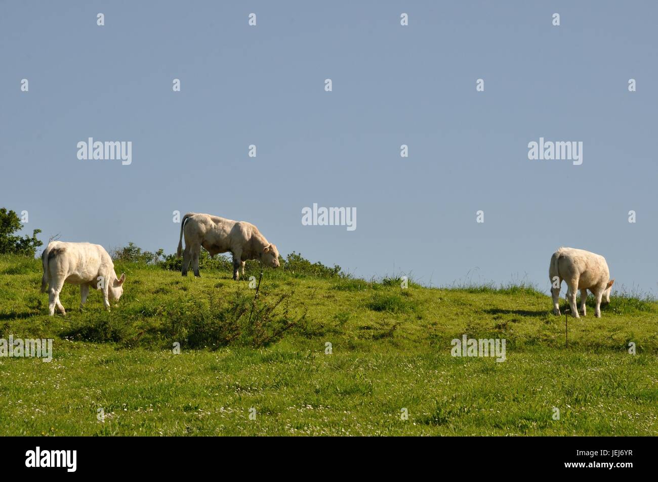 Norman cow in meadows Stock Photo - Alamy