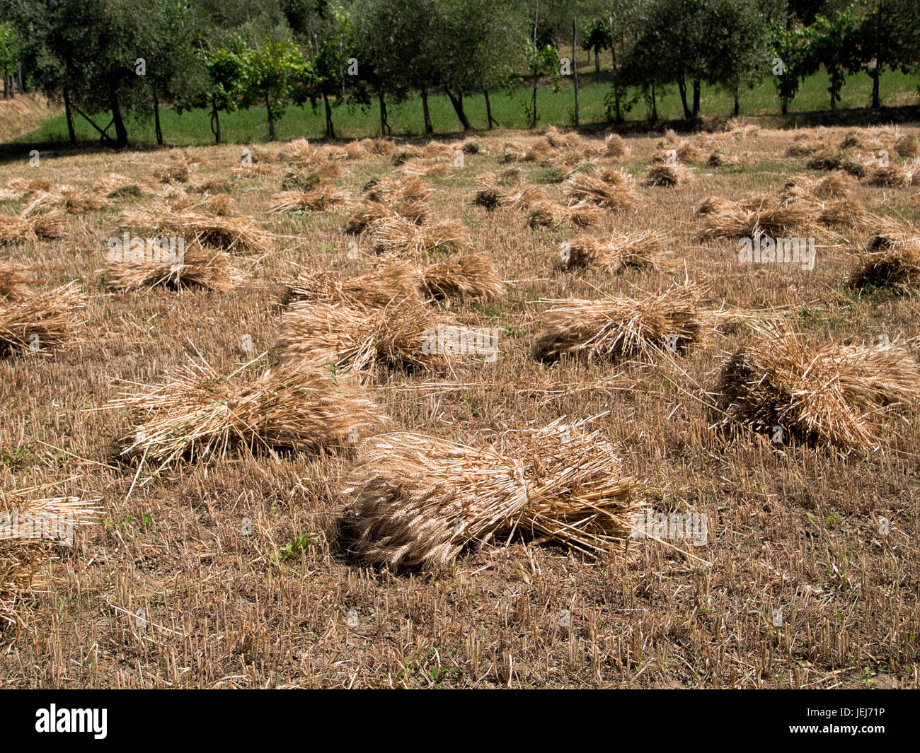 Old fashioned harvesting hi-res stock photography and images - Alamy