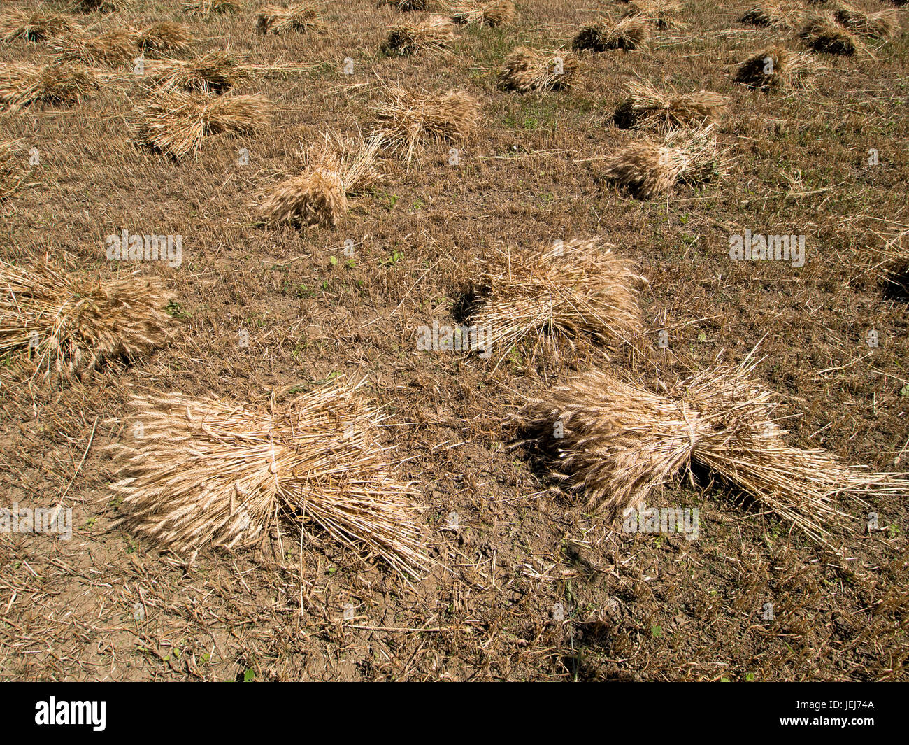 Old fashioned harvesting hi-res stock photography and images - Alamy