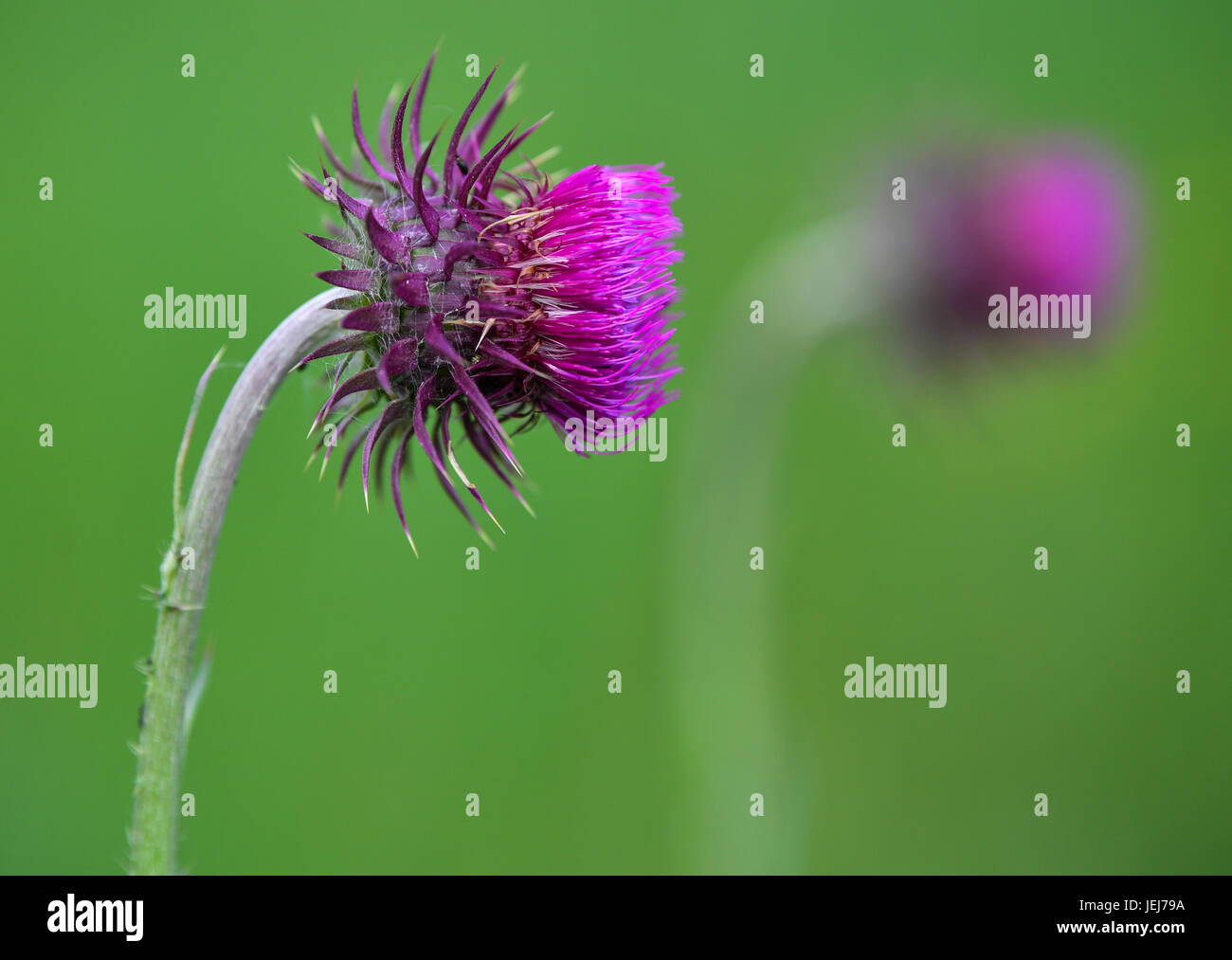 A nodding thistle (Carduus nutans), also called nodding plumeless ...
