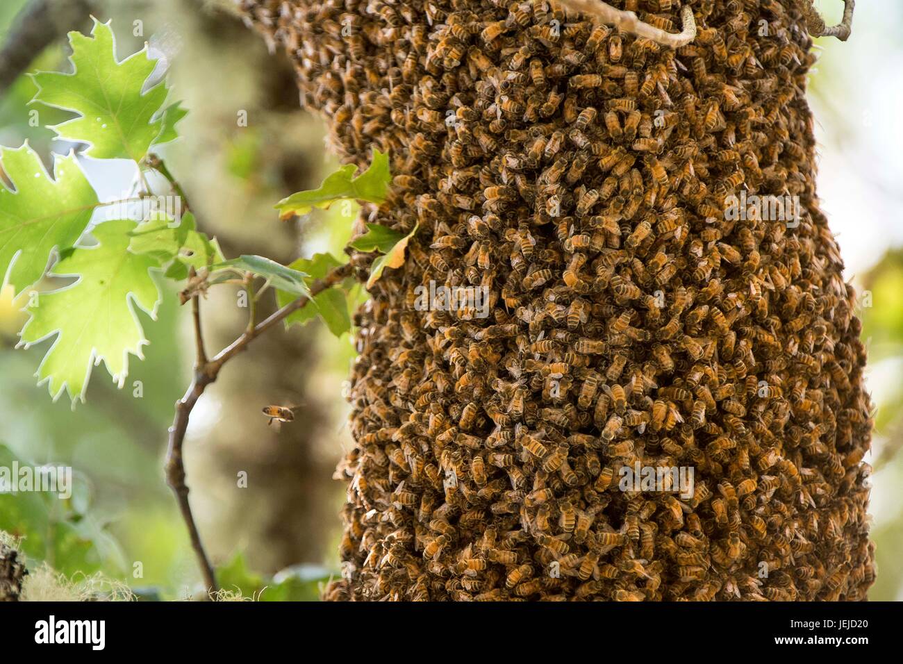 Oak tree bee hi-res stock photography and images - Alamy
