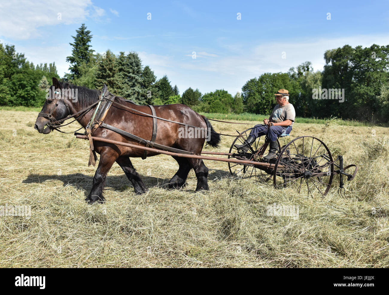 Heavy horse Moritz tows Manfred Strauch atop a fedder over a grass ...