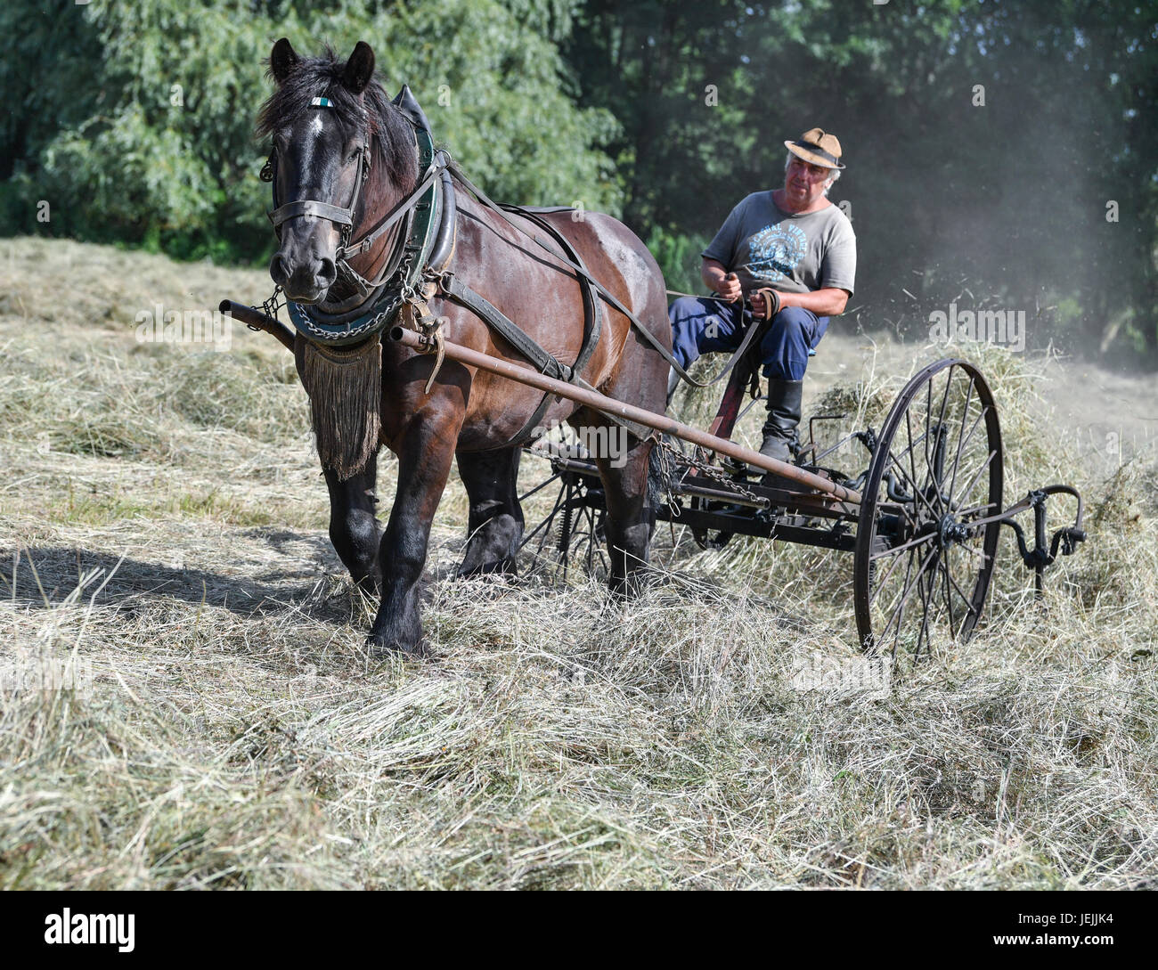 Heavy horse Moritz tows Manfred Strauch atop a fedder over a grass ...