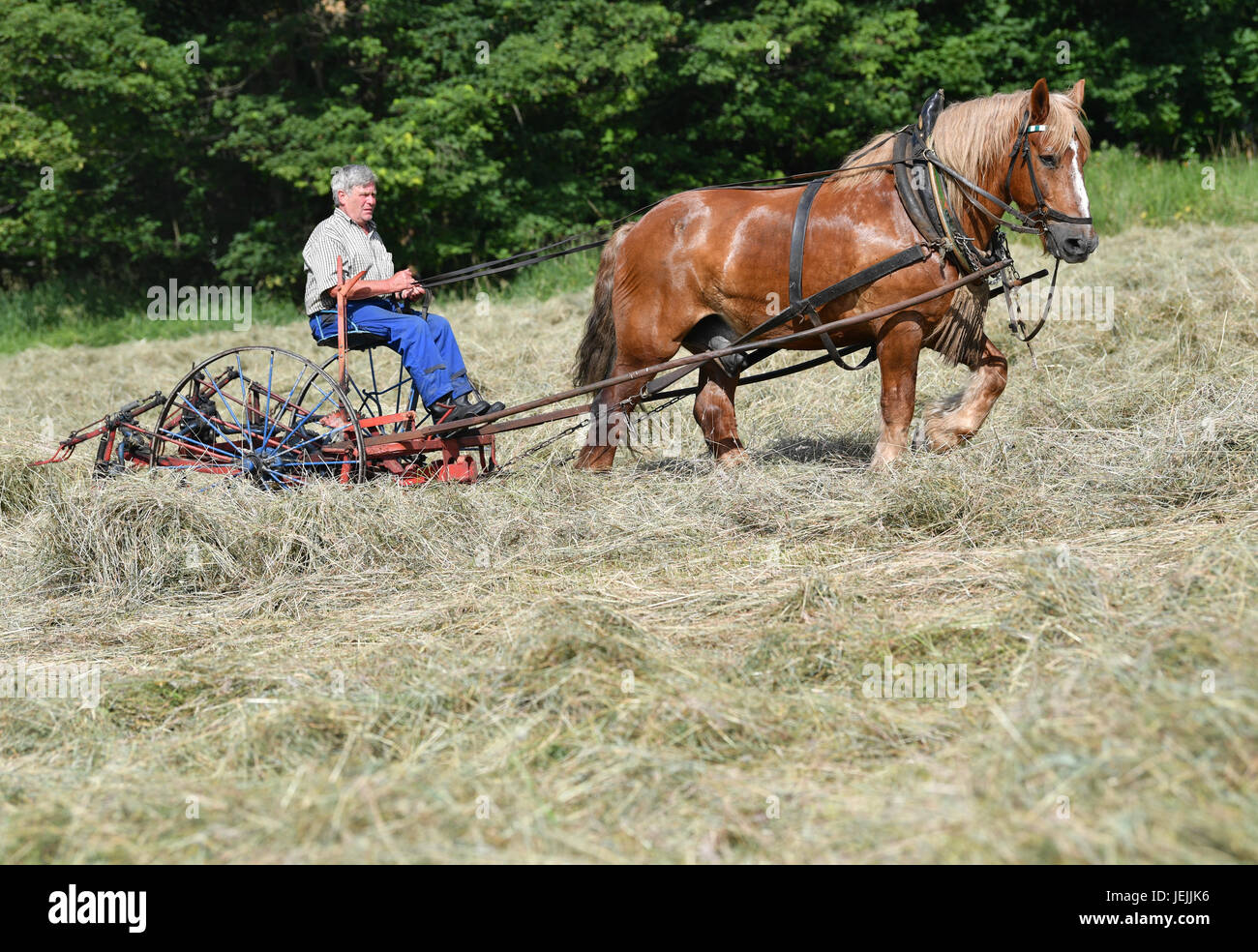 Heavy horse Moritz tows Manfred Strauch atop a fedder over a grass ...