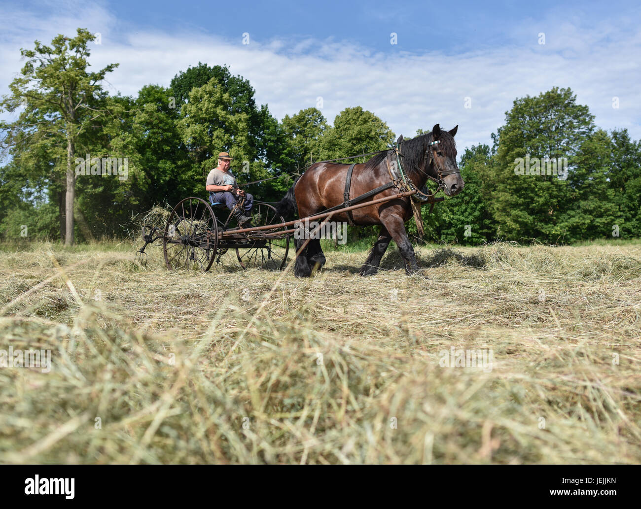 Heavy horse Moritz tows Manfred Strauch atop a fedder over a grass ...