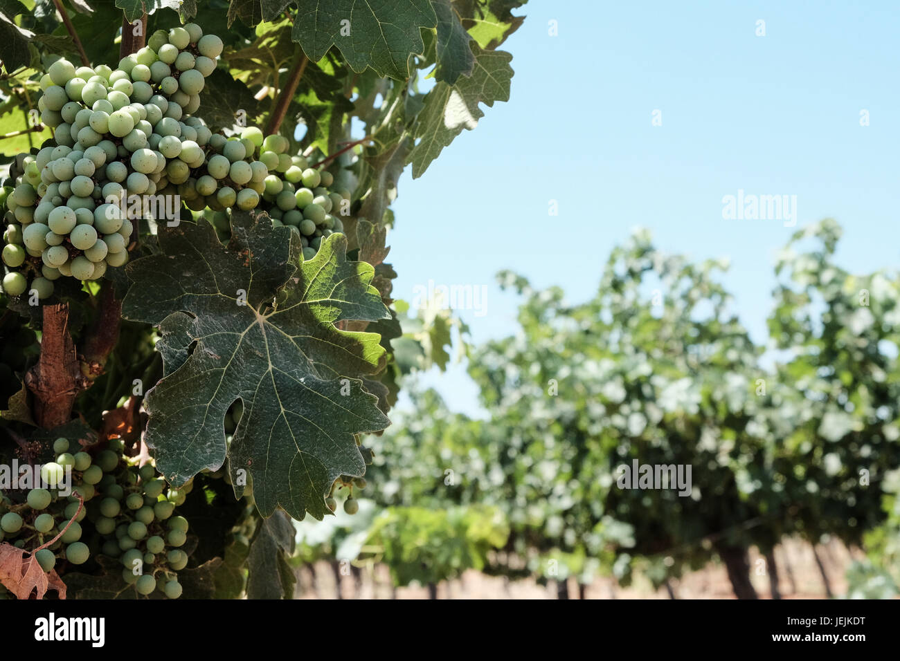 Shilo produce hi-res stock photography and images - Alamy