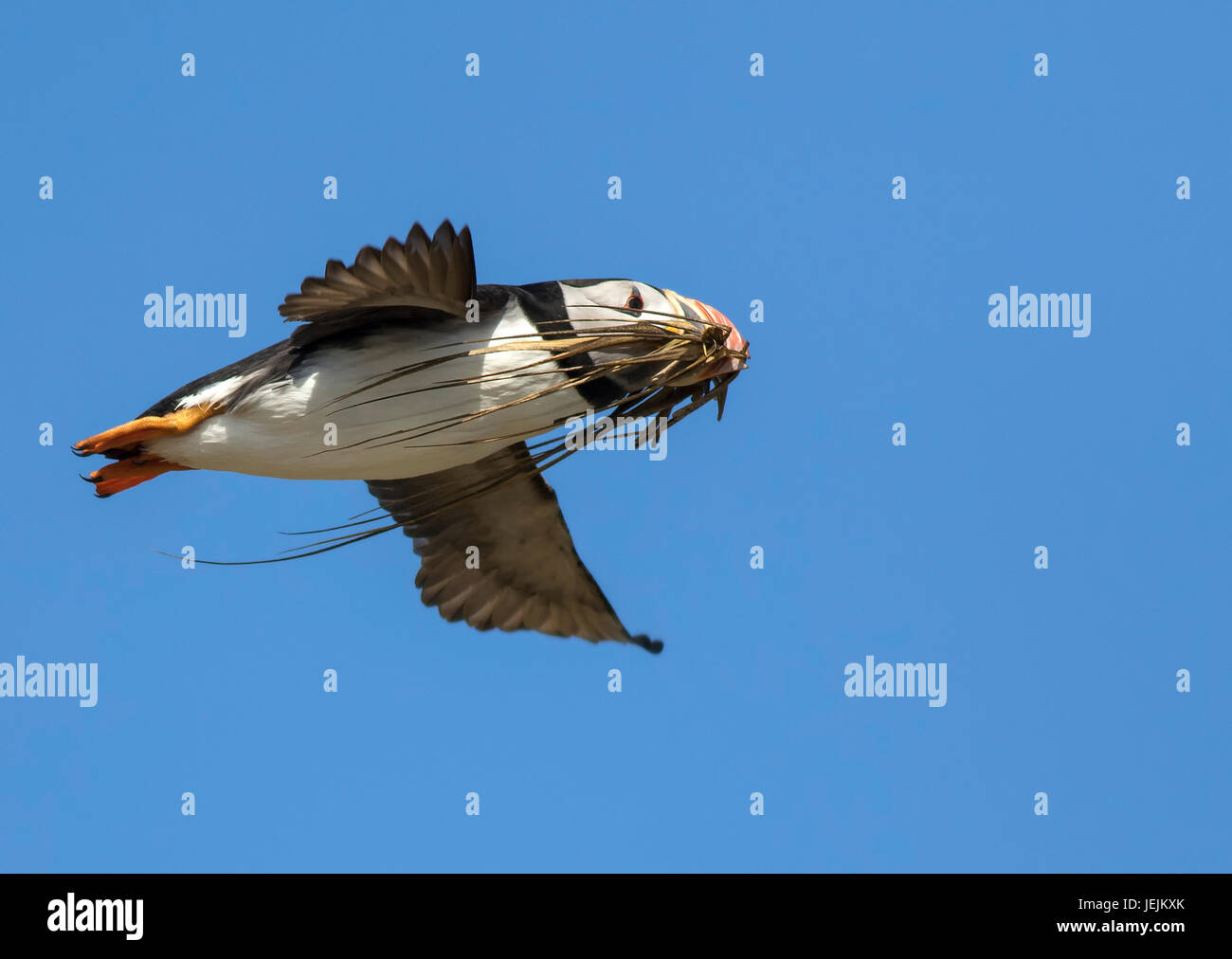 Puffin in Fight with Grass Stock Photo - Alamy
