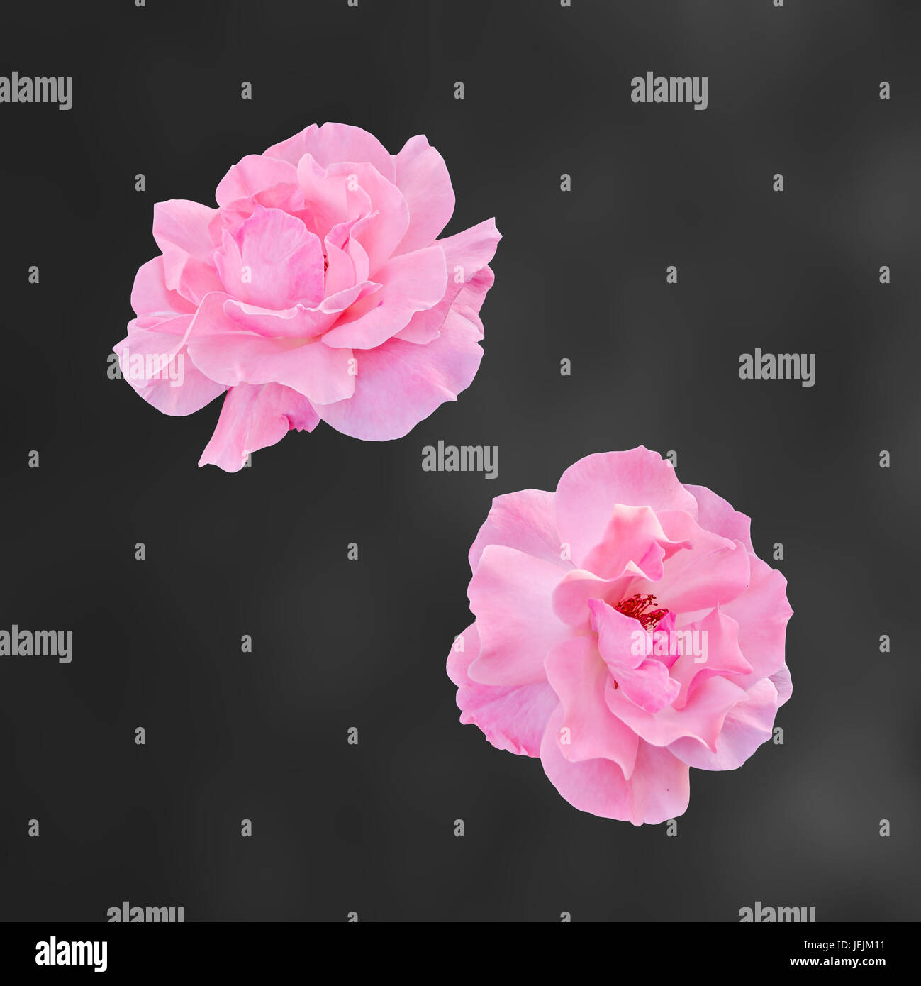 Pink roses flowers, close up, isolated Stock Photo - Alamy