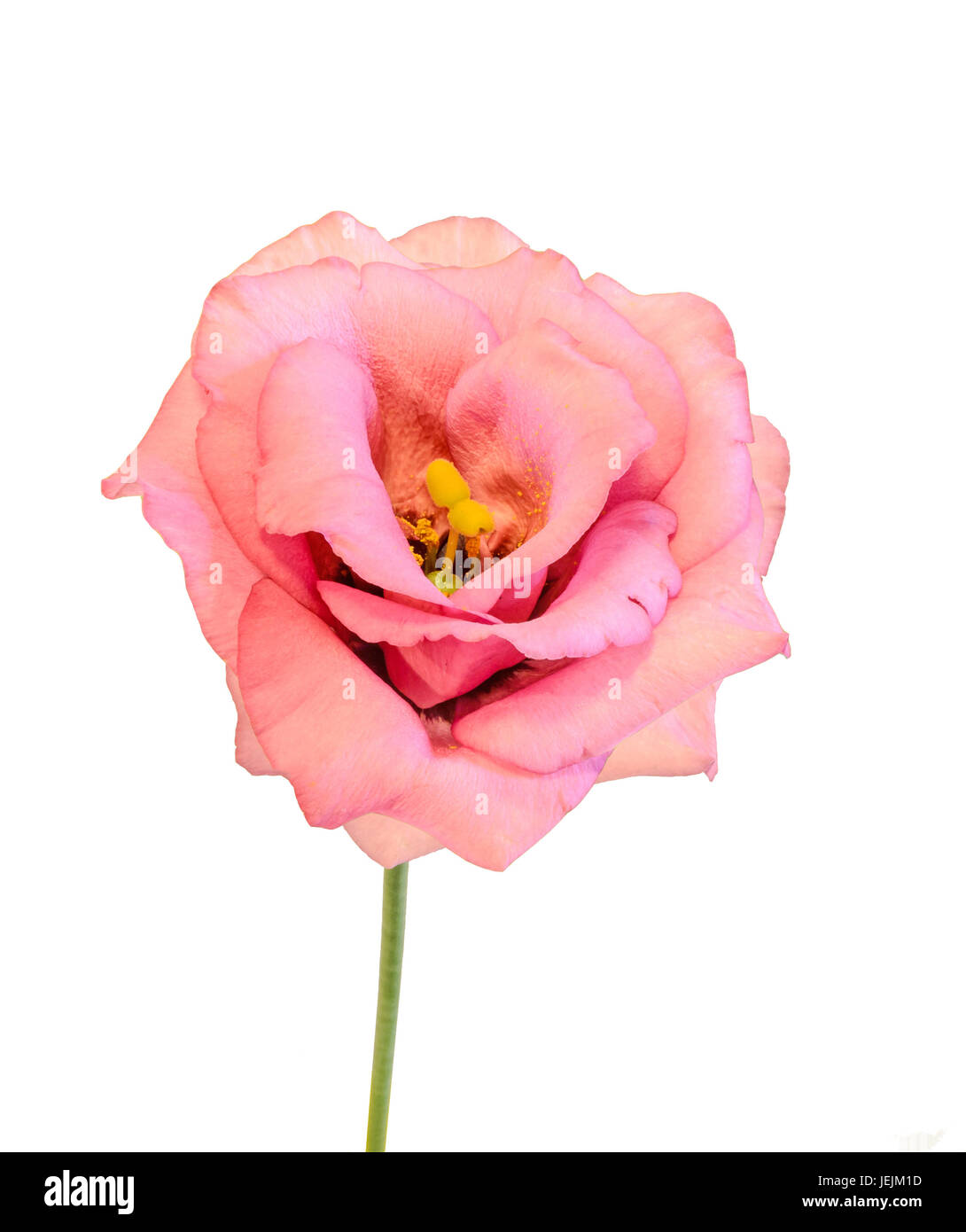 Pink Eustoma, Lisianthus flower, family Gentianaceae, isolated, white ...