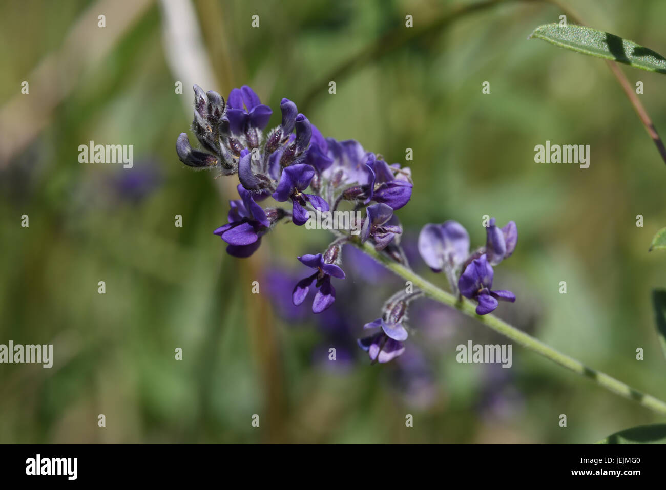 Scurfy pea hi-res stock photography and images - Alamy