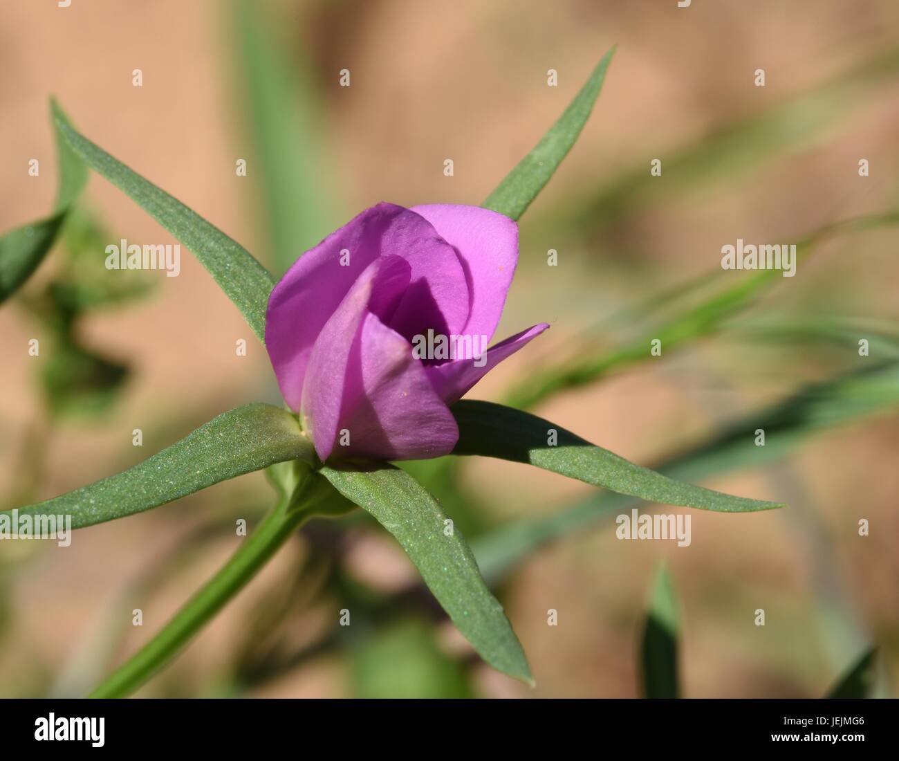 Prairie rose-gentian before full bloom Stock Photo - Alamy