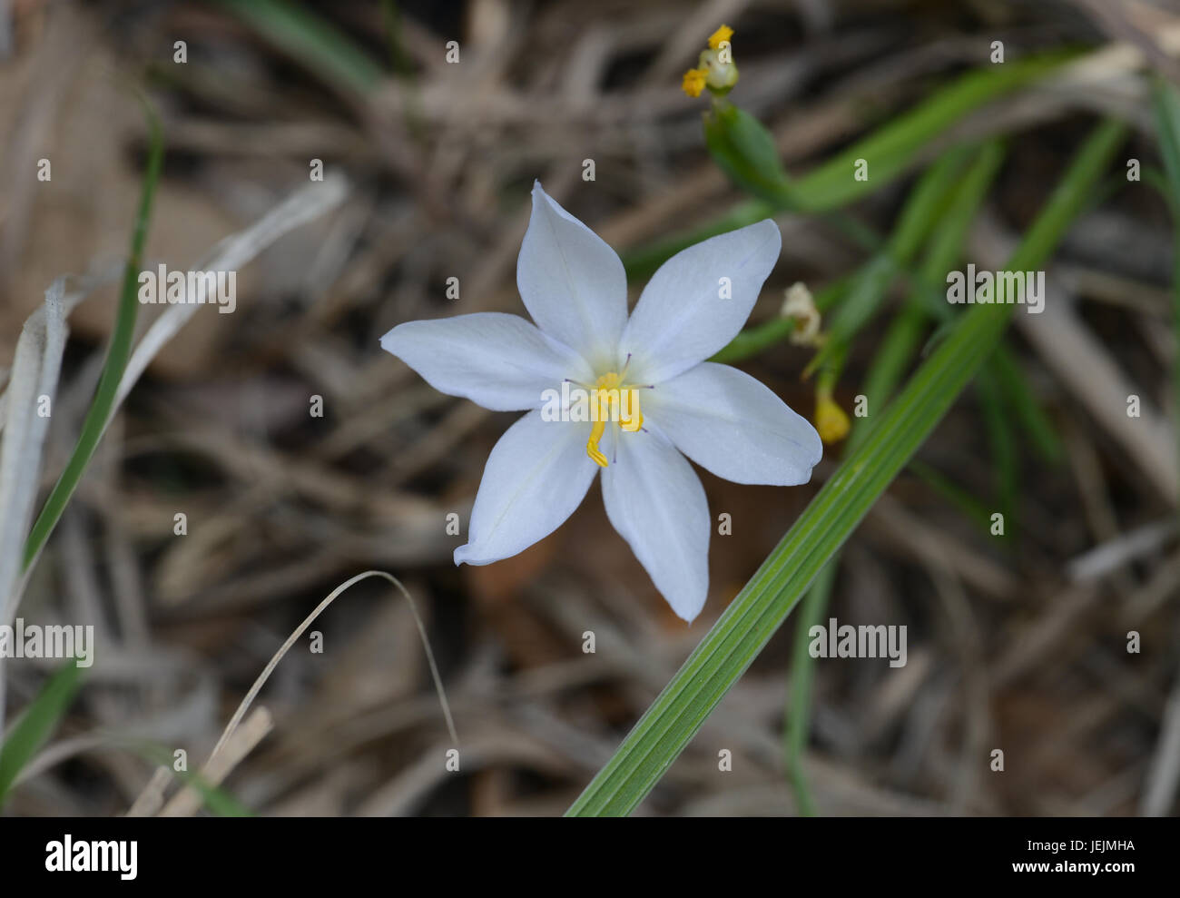 White Prairie celestial blooming in spring Stock Photo - Alamy