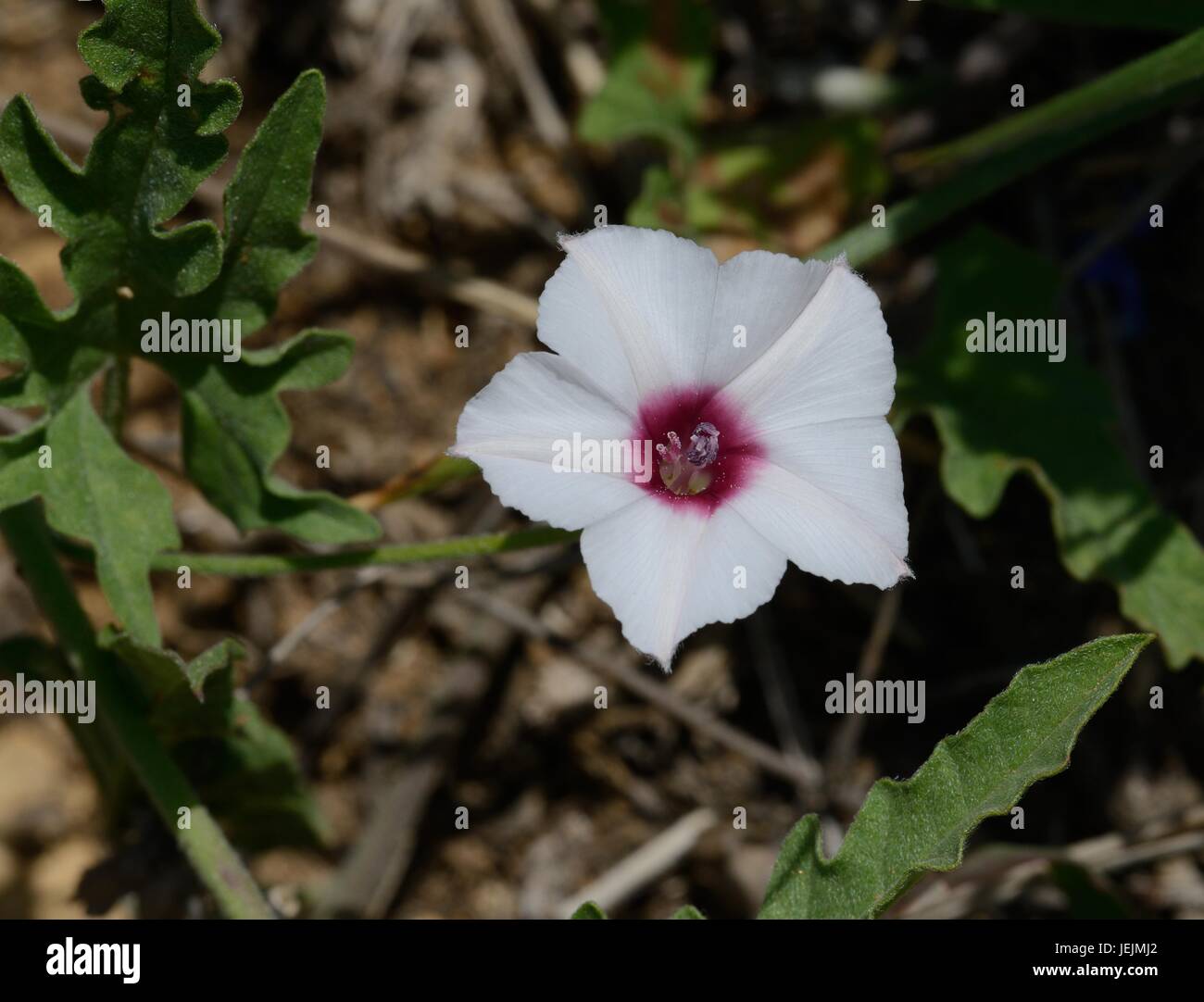 Texas bindweed hi-res stock photography and images - Alamy