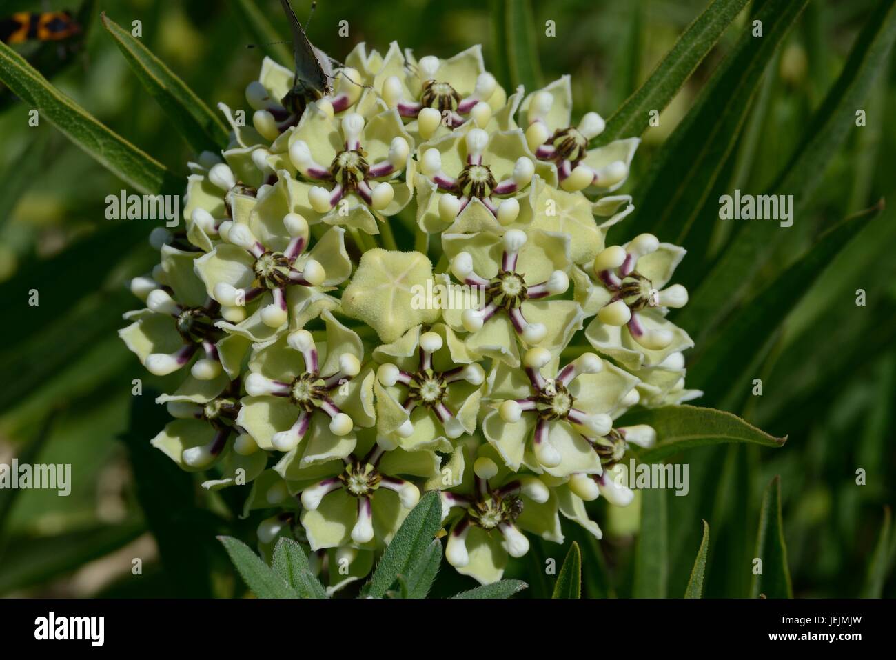 monarch host plant Stock Photo - Alamy
