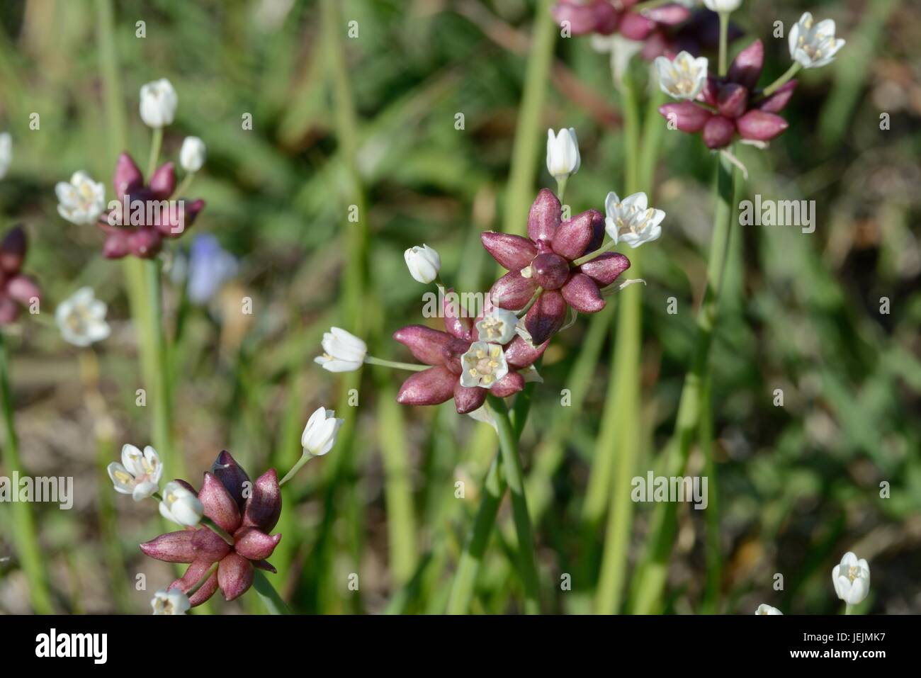 Nothoscordum bivalve, Crow poison Stock Photo - Alamy