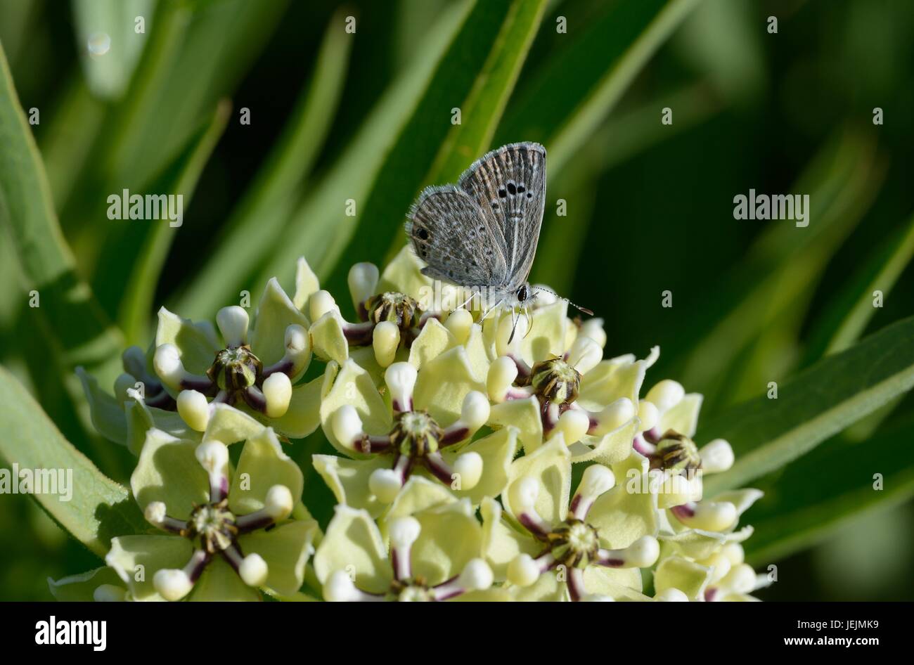 monarch host plant Stock Photo - Alamy