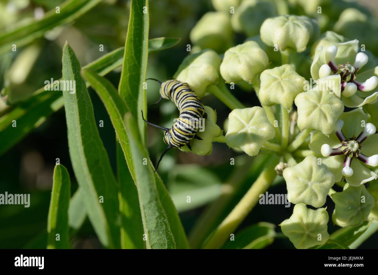 monarch host plant Stock Photo - Alamy