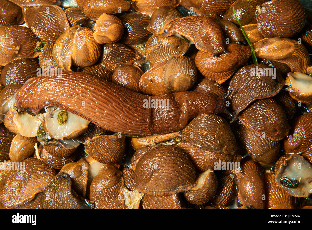 Group living animal hi-res stock photography and images - Alamy