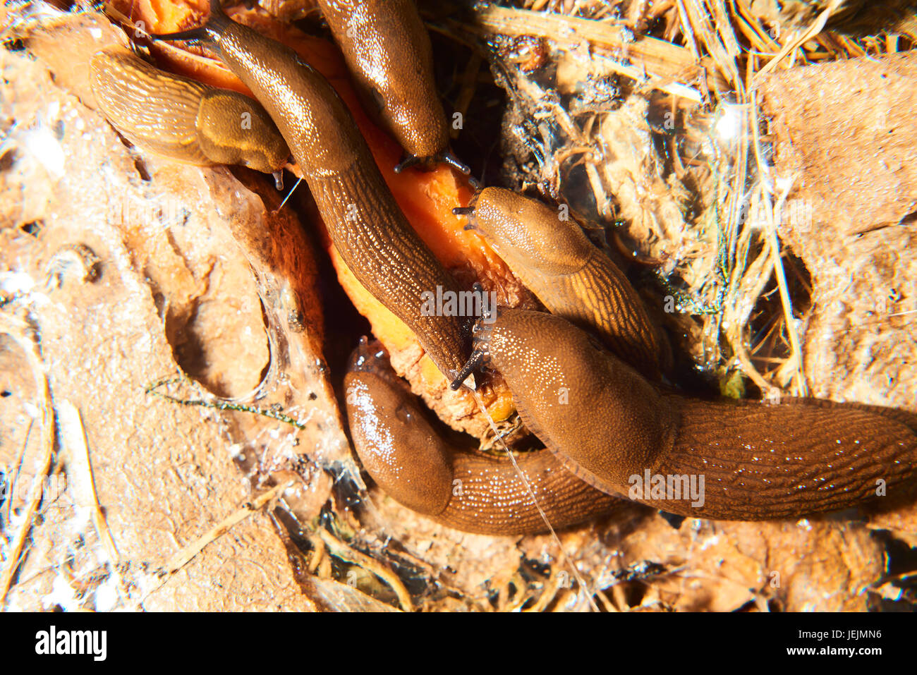 Spanish slugs arion vulgaris eating hi-res stock photography and images ...