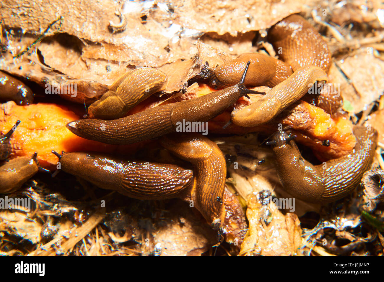 Group of slugs eating in the garden. Spanish slug (Arion vulgaris ...