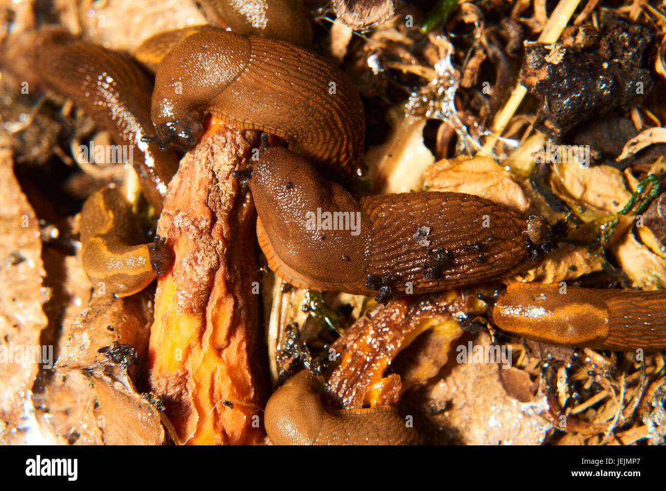 Group of slugs eating in the garden. Spanish slug (Arion vulgaris ...