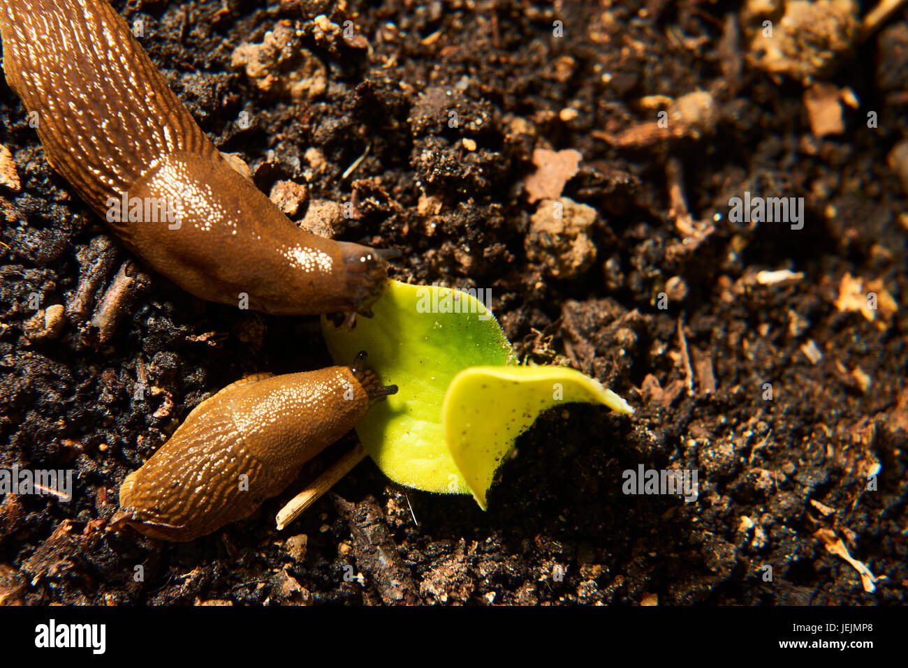 Group of slugs eating in the garden. Spanish slug (Arion vulgaris ...