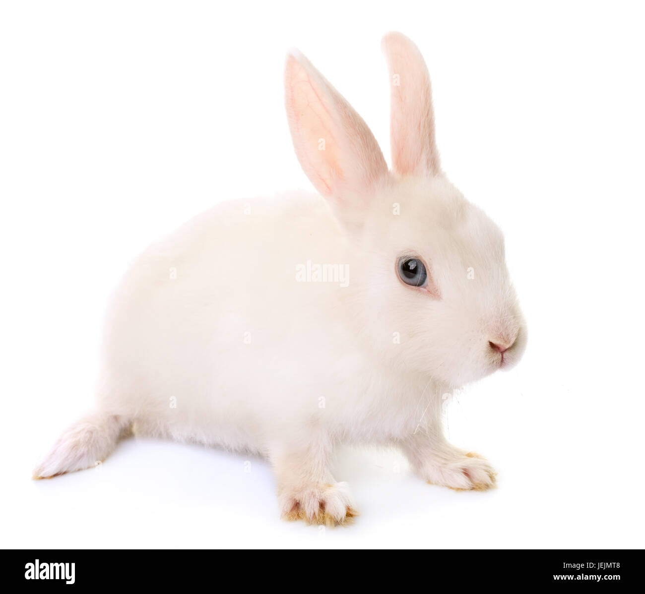 young rabbit in front of white background Stock Photo - Alamy