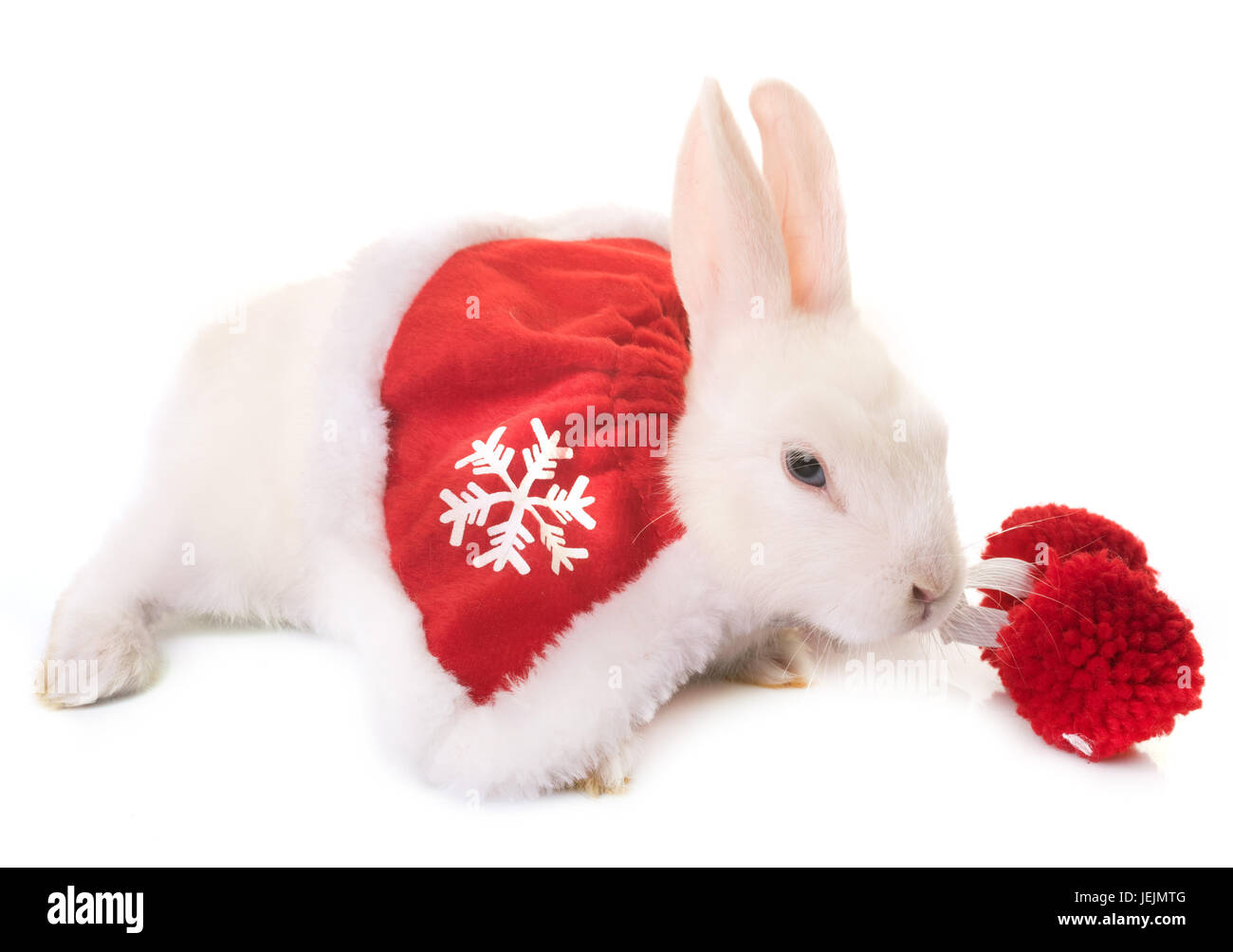 young rabbit in front of white background Stock Photo - Alamy