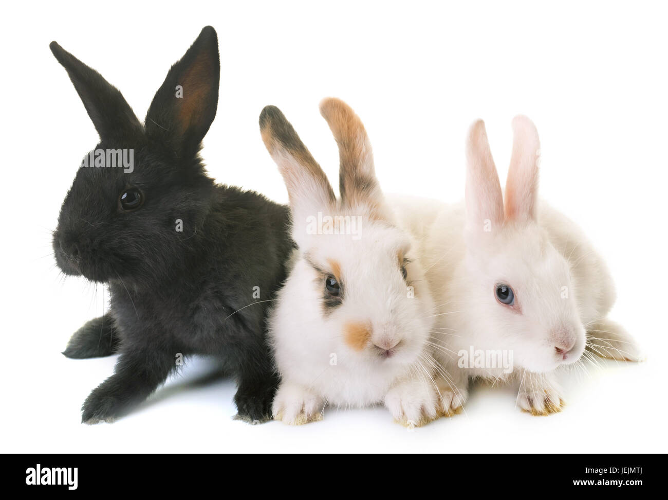 young rabbits in front of white background Stock Photo - Alamy
