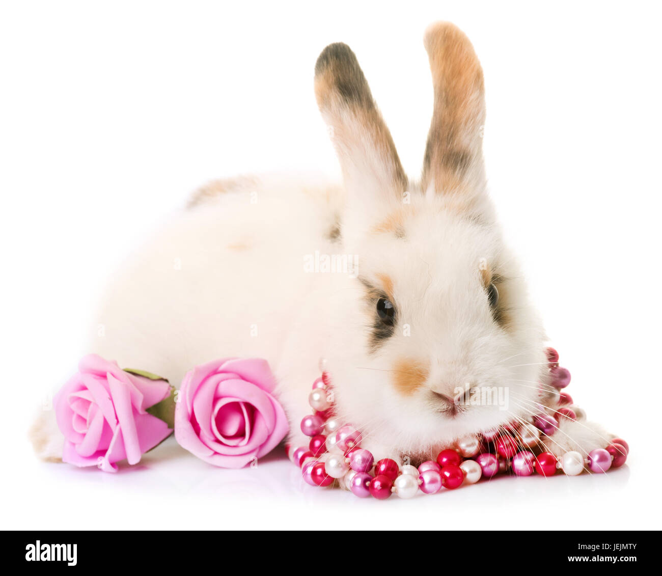 young rabbit in front of white background Stock Photo - Alamy