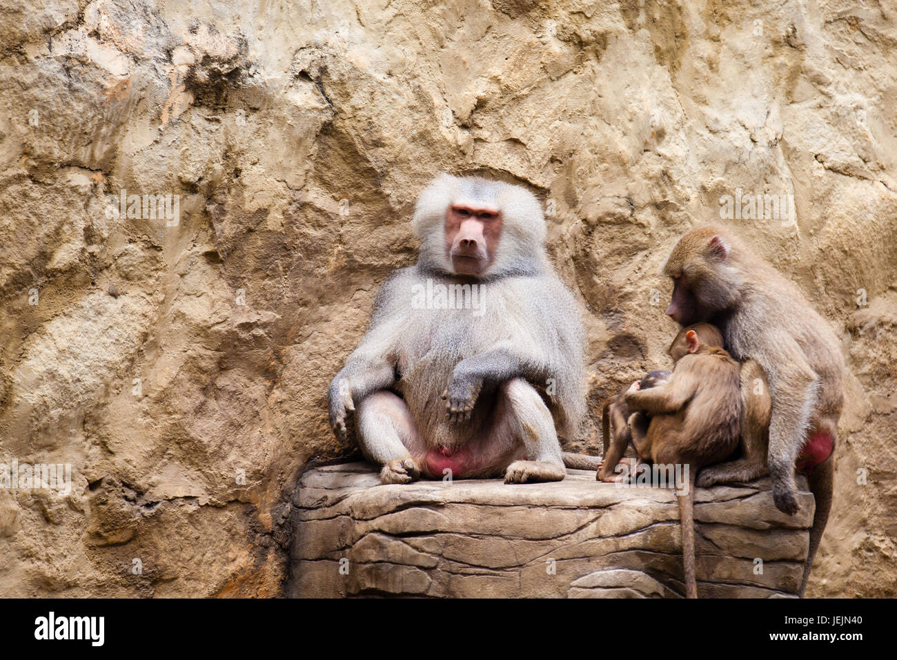 Baboons family (hamadryas baboon) in captivity Stock Photo - Alamy