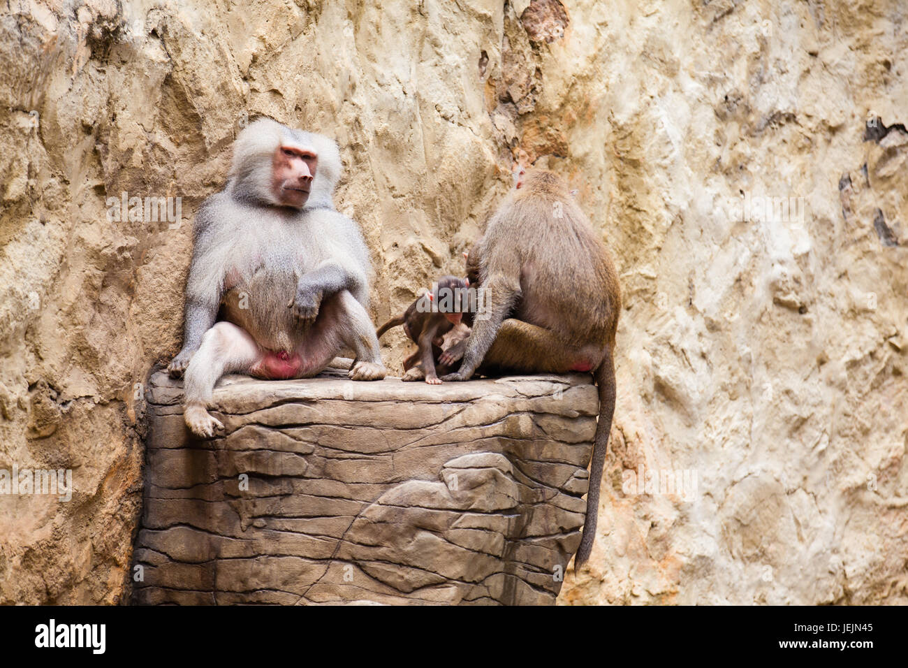 Baboon family baby cape hi-res stock photography and images - Alamy