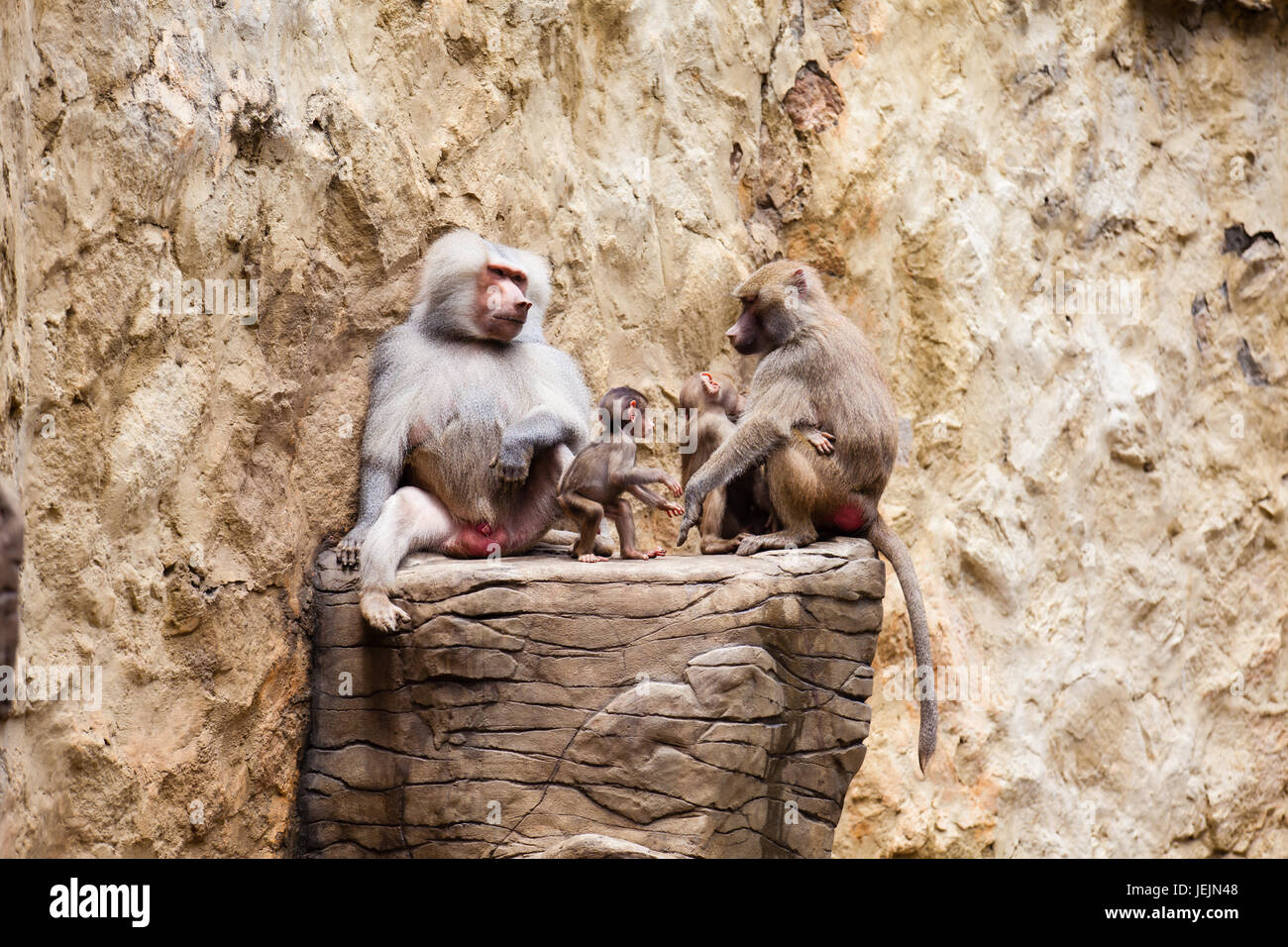 Baboons family (hamadryas baboon) in captivity Stock Photo - Alamy