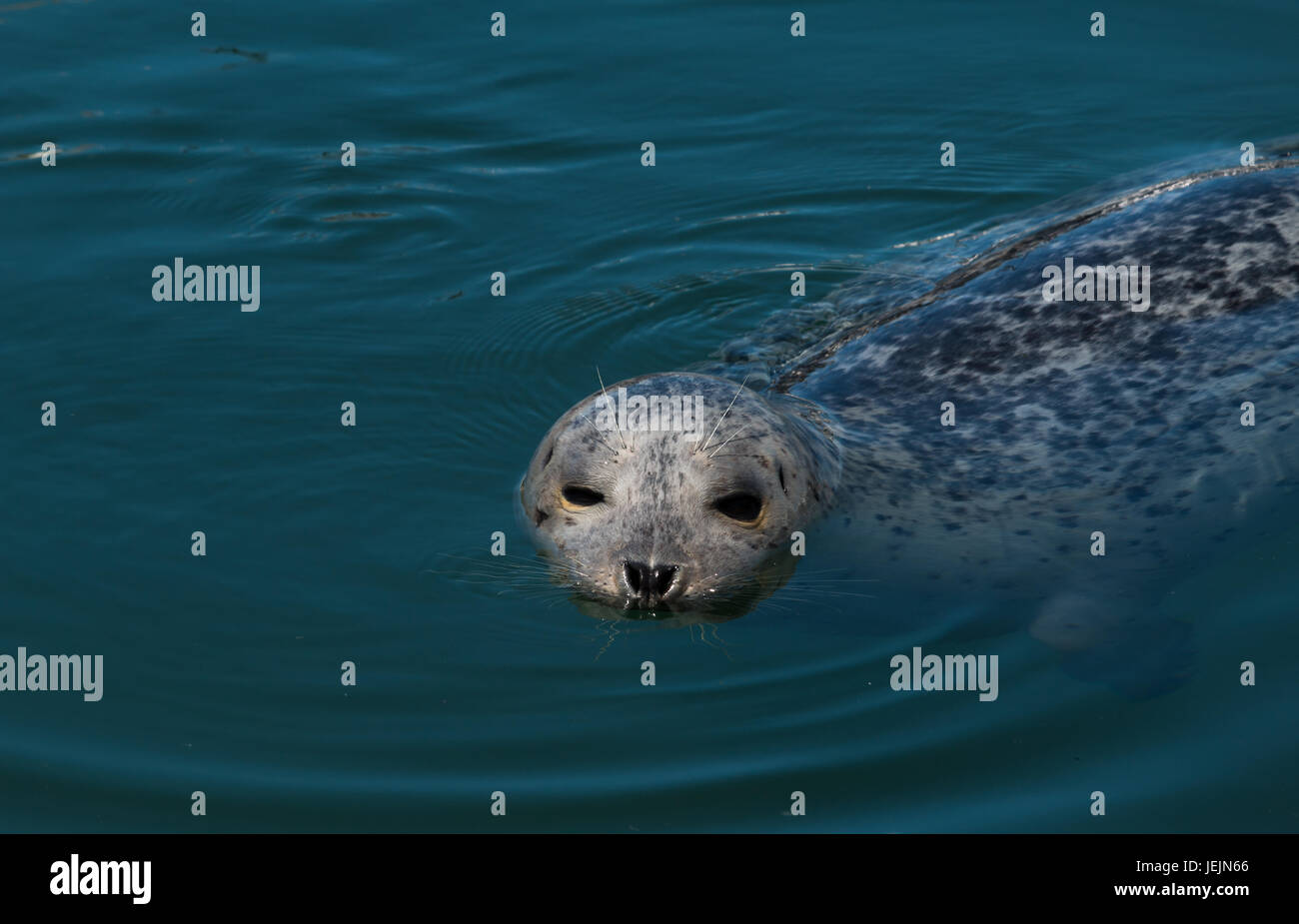Seal swimming in harbour hi-res stock photography and images - Alamy