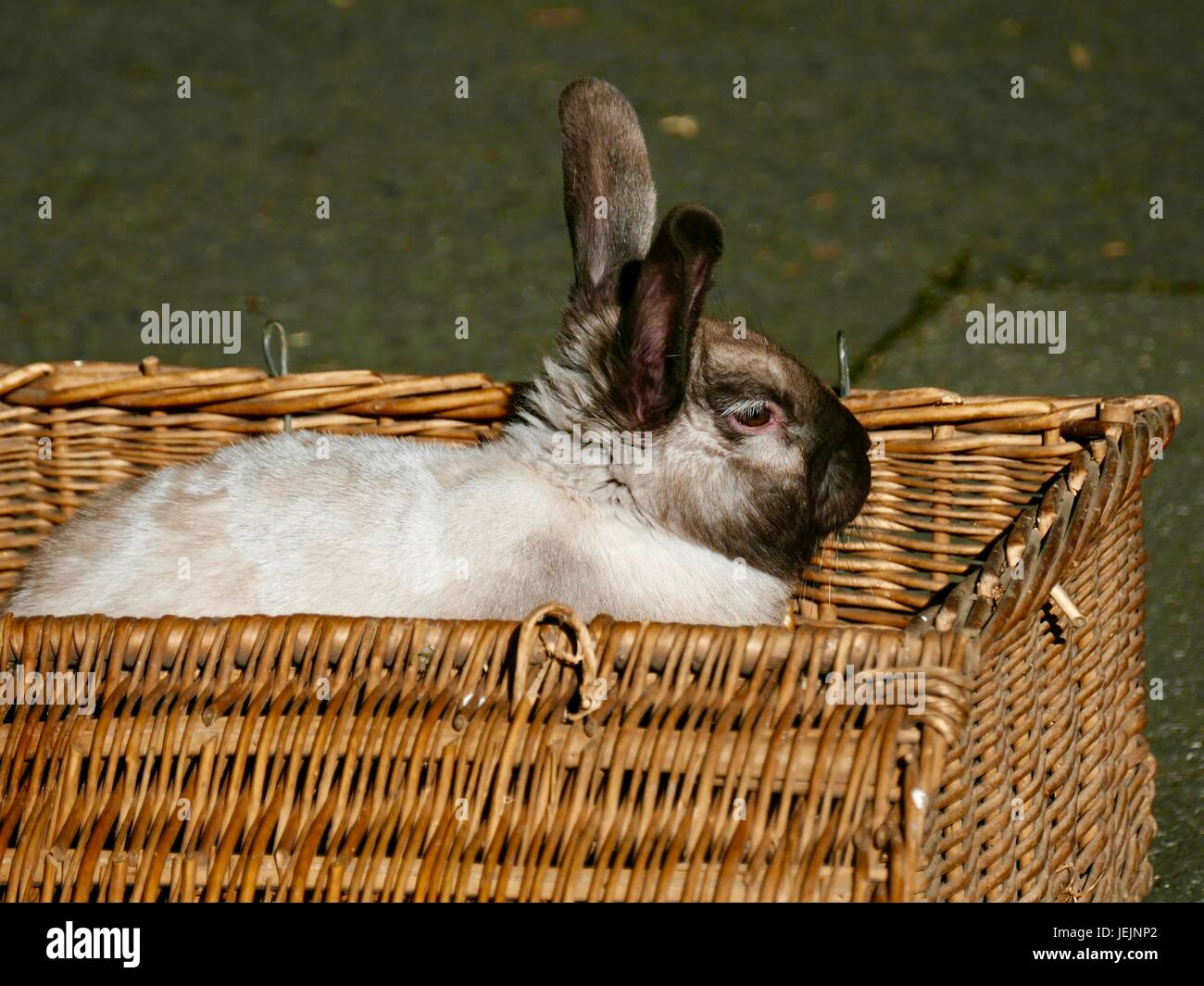 Thuringer rabbit hi-res stock photography and images - Alamy